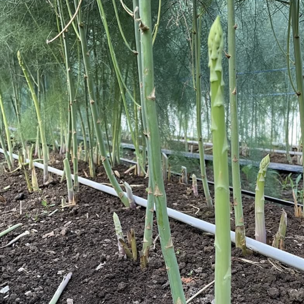 online-shop – INAZO